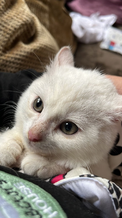 Single Kitten Adoption Fee :: Hector's House Cat Rescue